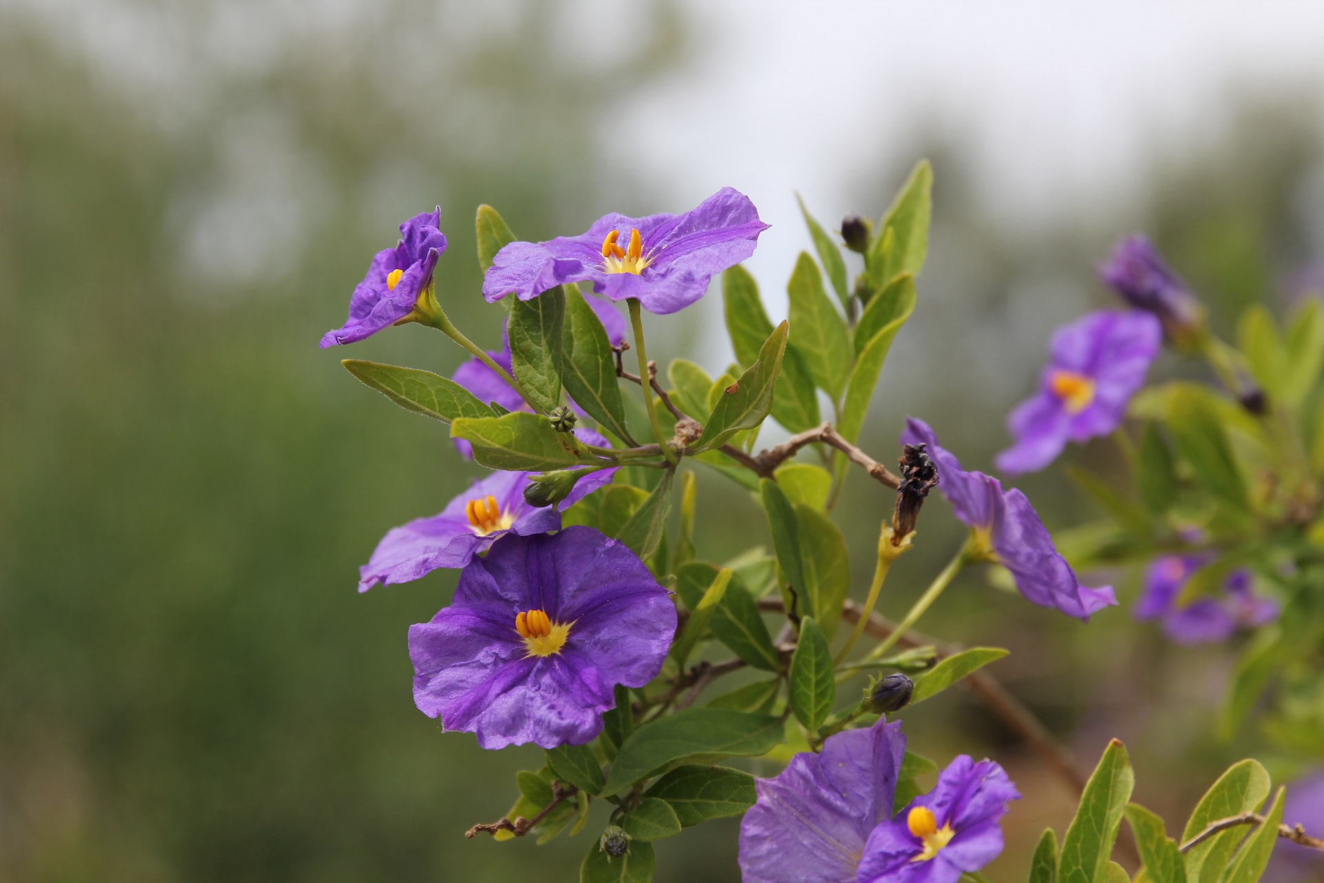 Beautiful Fall Flowers To Plant This Season | P.O.P.S Landscaping