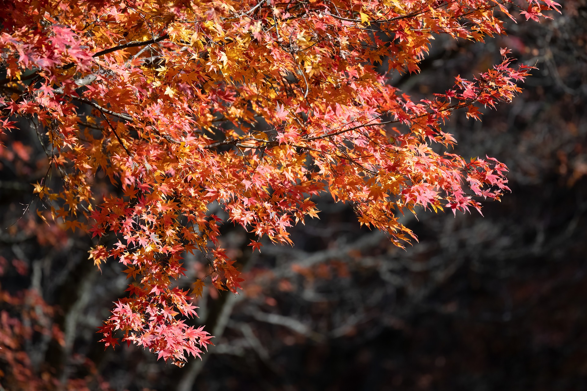 Five Fall Trees To Consider For Georgia Landscapes | P.O.P.S ...
